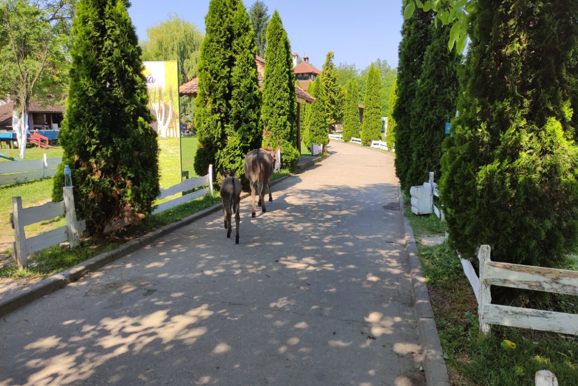 TOP 10 mesta za vikend sa decom u Srbiji - Saveti za putovanja